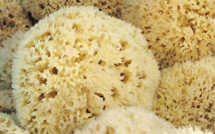 Uma esponja é um animal? - Coolkids - Portal beira.pt