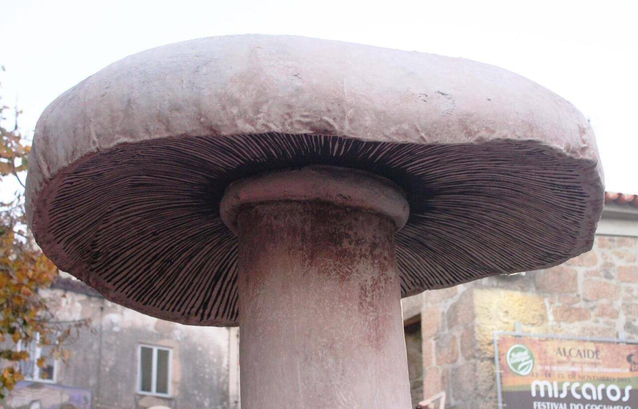 Nova edição do Míscaros - Festival do Cogumelo em Alcaide (Fundão ...