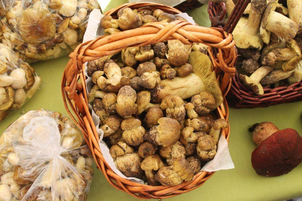 Feira do Míscaro em Sátão (Viseu) - beira.pt
