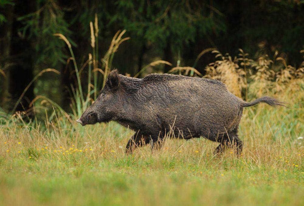 Montaria ao Javali em Celorico da Beira - beira.pt